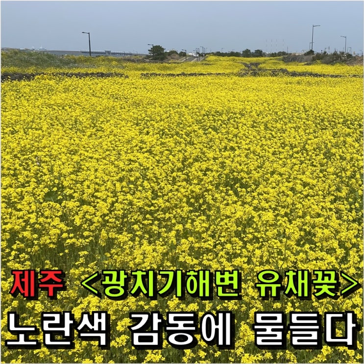 제주 광치기해변 유채꽃밭 제주도 유채꽃 명소 필수코스 Ft 정확한 위치 성산읍 갈만한 곳 네이버 블로그