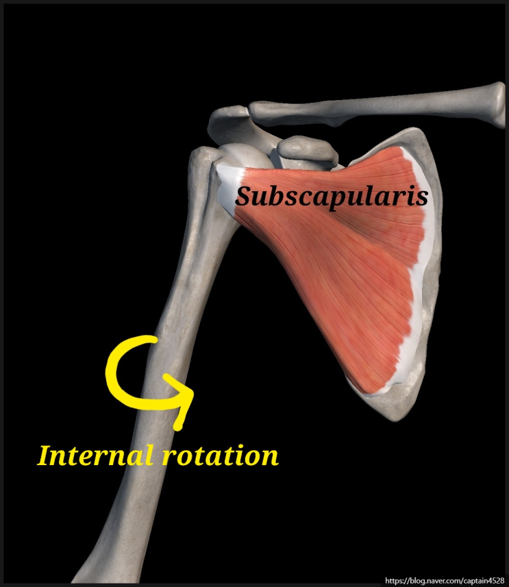 견갑하근(어깨밑근, Subscapularis) 검사 : Lift off test / Gerber's test : 네이버 블로그