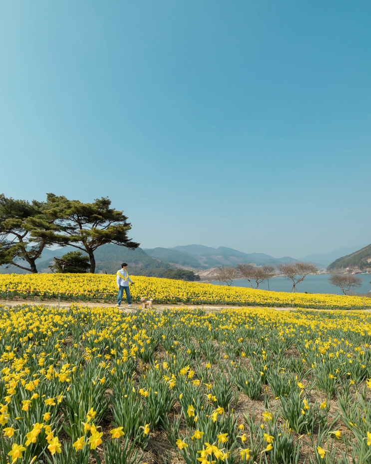구례 가볼만한곳 지리산치즈랜드 수선화 산수유마을과 벚꽃길 걸으며 구례여행 네이버 블로그