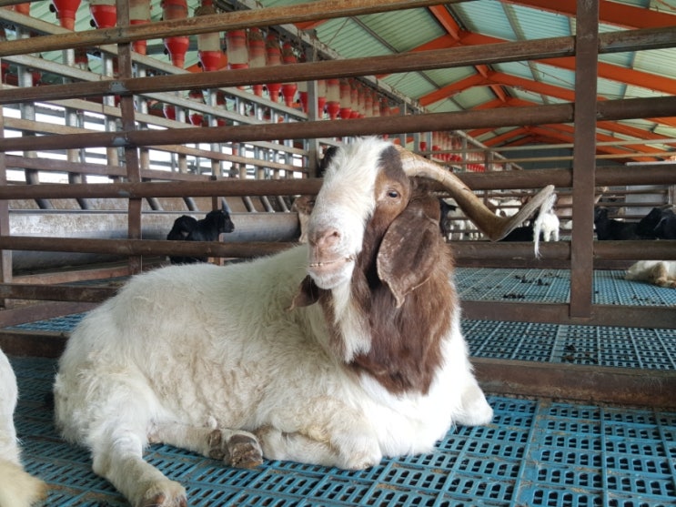 (보어염소분양) 보어염소로 개량 하는 슈퍼염소농장 의 사료 구매 : 네이버 블로그