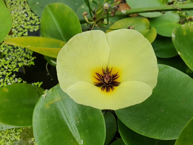 물양귀비, water poppy : 네이버 블로그