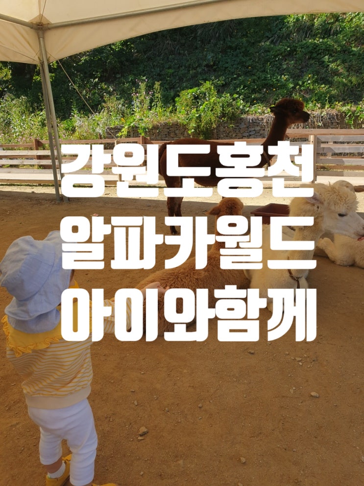 서울근교홍천여행 아이와 함께 가기 좋은 홍천 알파카 월드 네이버 블로그