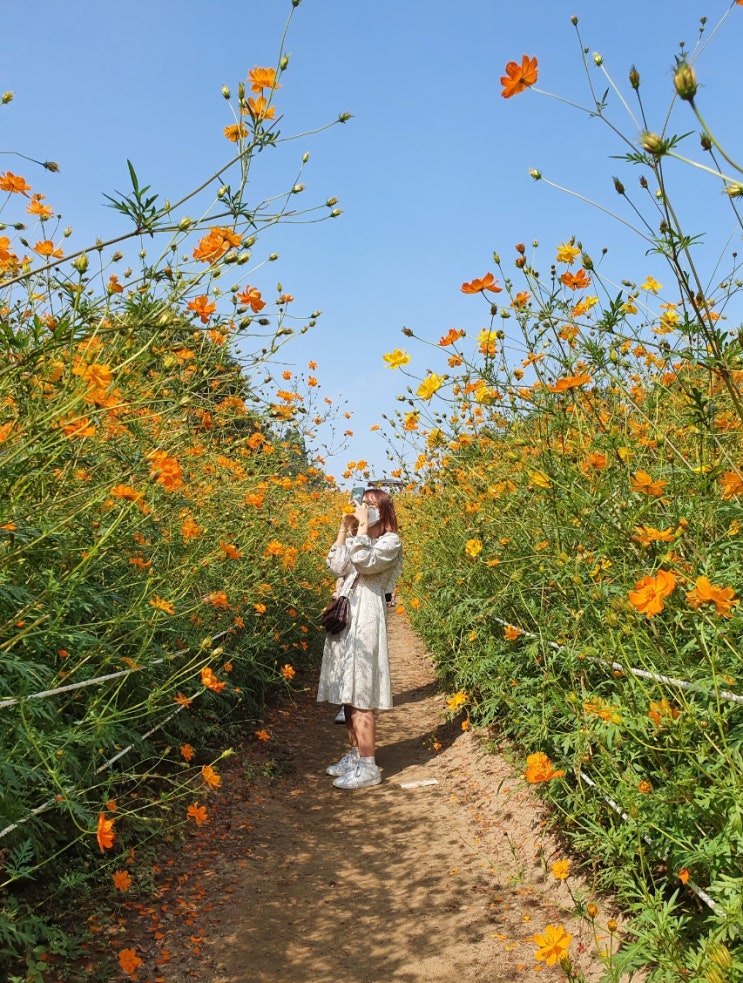 서울 노랑 코스모스 명소 올림픽공원 들꽃마루 알게 된 계기 위치 노랑 코스모스 소개 노랑 코스모스 구경완전 예쁨