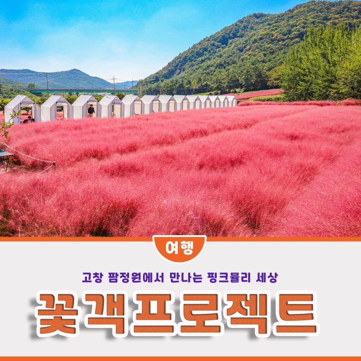 가을에 가볼만한곳 고창 꽃객프로젝트 핑크뮬리 축제 가을 꽃구경 네이버 블로그