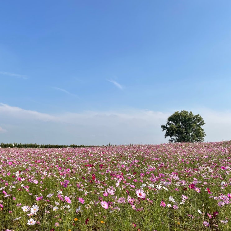 핑크뮬리와 코스모스 보러 오세요🌼 안성팜랜드 입장권 할인받아가는 꿀팁 네이버 블로그