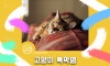 고양이 전염성 복막염 원인과 증상 배 빵빵하다면 예방이 중요해요 네이버 블로그