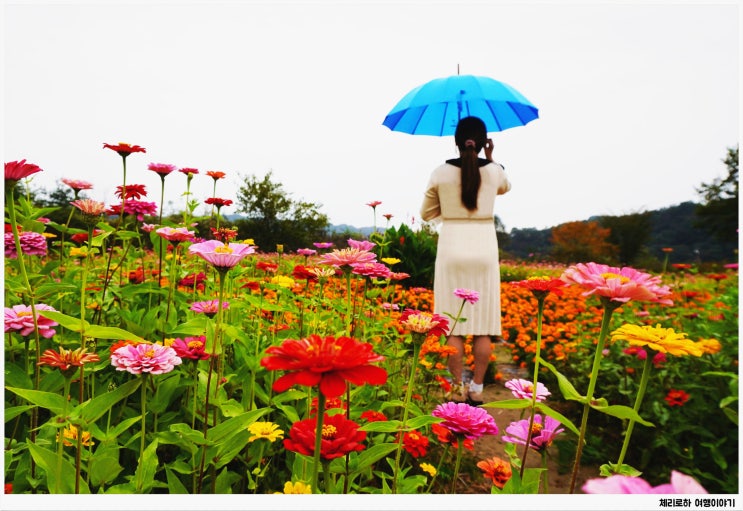 경기도 가을 여행지 추천 연천 임진강 평화습지원 조용한 꽃구경 명소 네이버 블로그