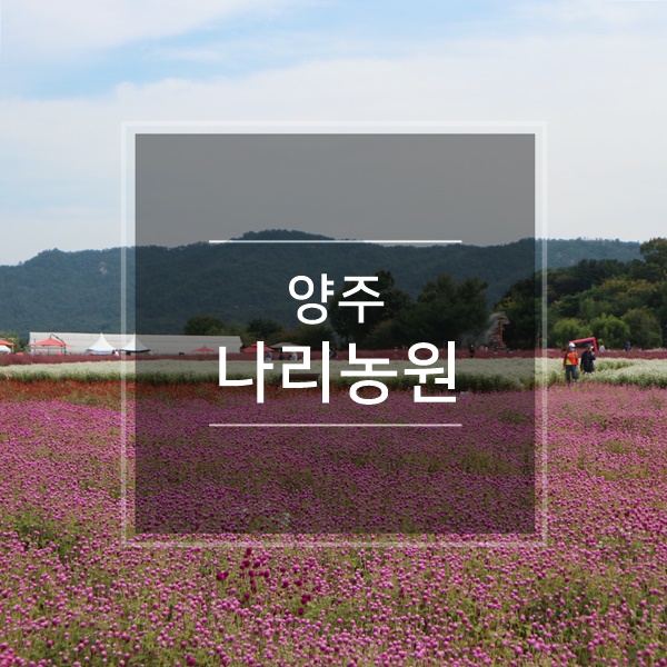경기도 양주나리공원 천일홍축제 10월 나리공원의 백일홍과 핑크뮬리 꽃구경 나들이 서울근교 가을여행지 추석연휴 가볼만한곳