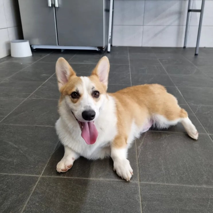 🐶스누독 아이들소개(중대형견편) : 네이버 블로그