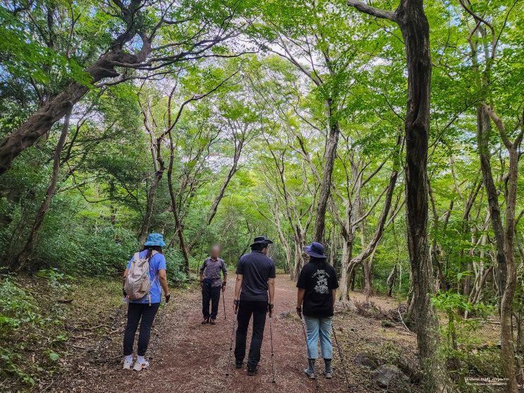 제주도 오름 추천 제주 이색체험 서귀포 오름 이승악오름 노르딕워킹 : 네이버 블로그