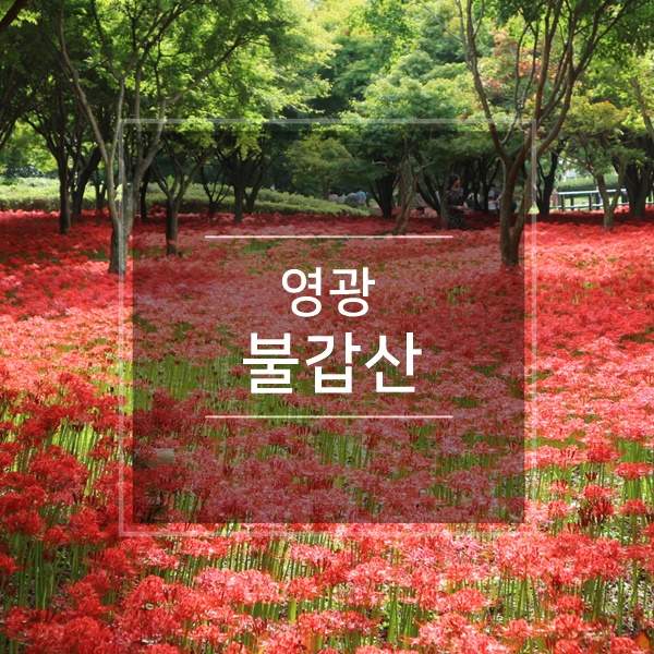 영광 불갑산 상사화축제 전국유명사찰 불갑사 절에서 본 유명한 꽃무릇 꽃구경 가볼만한곳 광주근교 국내 가을 나들이 드라이브