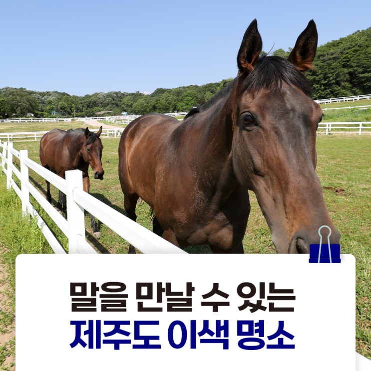 제주도에서 직접 말을 볼 수 있는 이색 명소 성이시돌목장 렛츠런팜 제주 트랙터마차 렛츠런파크 제주마 축제 네이버 블로그