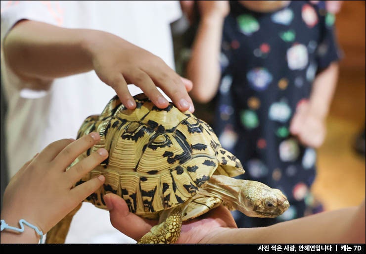 주말 나들이 아이와 강릉 가볼만한곳 강릉 여행코스 볼거리 네이버 블로그