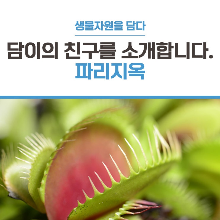 담친소 담이의 친구를 소개합니다 스스로 입을 움직여 먹이를 먹는다 식충식물 파리지옥 식충식물종류 파리지옥
