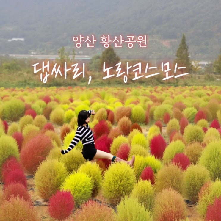황산공원 알록달록 댑싸리 코스모스 정확한 주차 위치 포토스팟 네이버 블로그