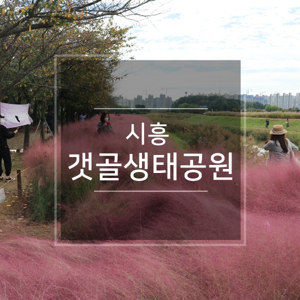 시흥 갯골생태공원 가을 나들이 핑크뮬리와 빨갛게 물든 댑싸리 산책로 걷기좋은길 애견동반 피크닉 장소 10월 꽃구경 드라이브