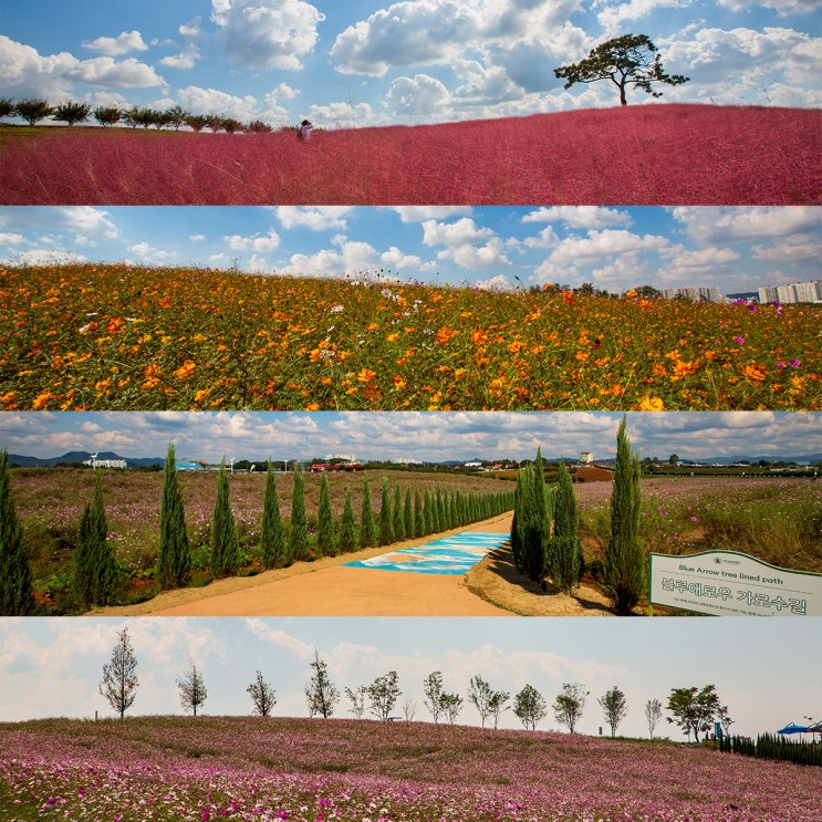 안성 가볼만한곳 농협 안성팜랜드 코스모스와 핑크뮬리 : 네이버 블로그