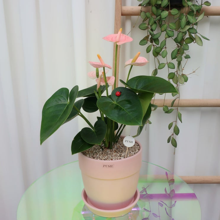 피치 안시리움 피치봉봉 공기 정화 식물 키우기 쉬운 실내 식물 화분 선물 플랜테리어 인테리어 PUSIL 푸실 : 네이버 블로그