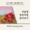 겨울 경관작물 종류와 파종시기 알아보기 자운영 수레국화 꽃양귀비 호밀 헤어리베치 등 네이버 블로그