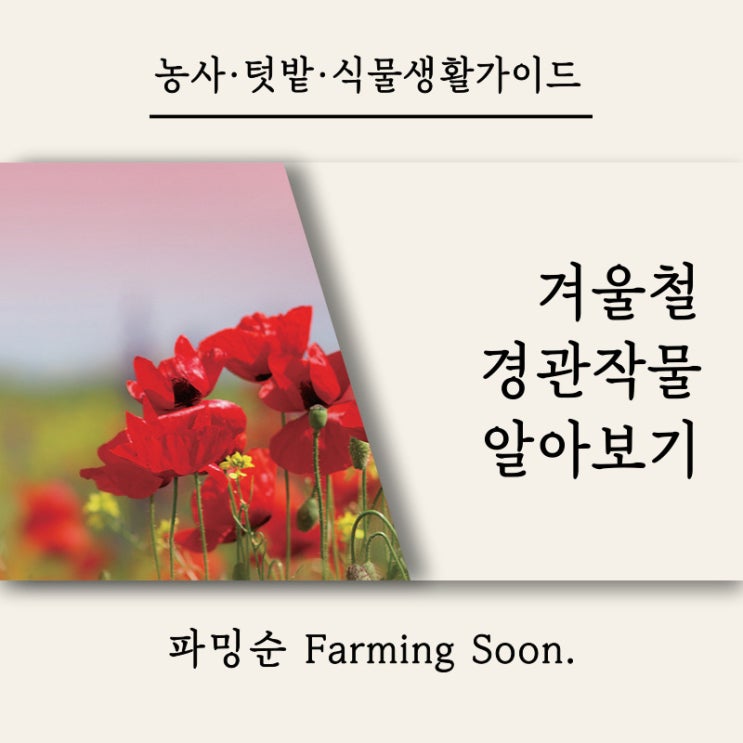 겨울 경관작물 종류와 파종시기 알아보기 자운영 수레국화 꽃양귀비 호밀 헤어리베치 등 네이버 블로그