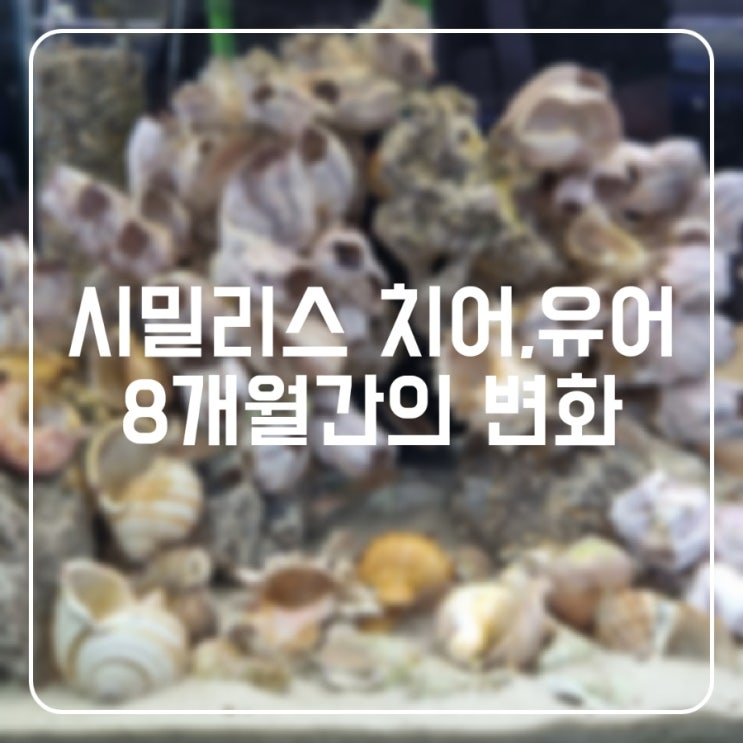 시밀리스 치어,유어 8개월간의 변화 : 네이버 블로그