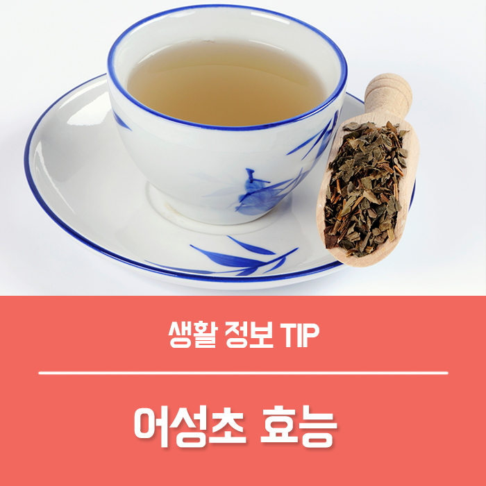 어성초 효능 5가지 어성초액 가루 차 먹는법 네이버 블로그