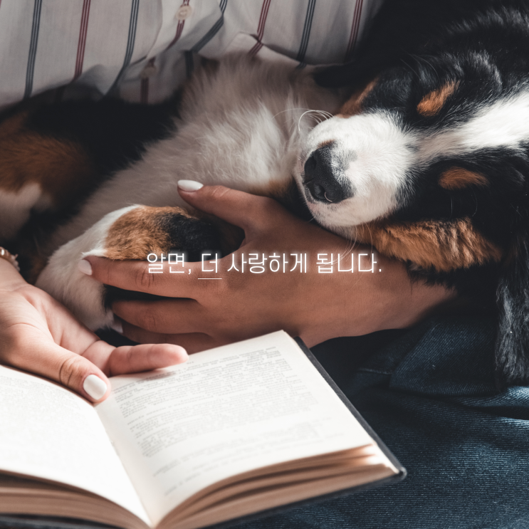 오십케이 반려견 행동 수정에 대한 고민 왜 어떻게 짖음 분리불안 줄당김 공격성 수원 광교 용인 수지