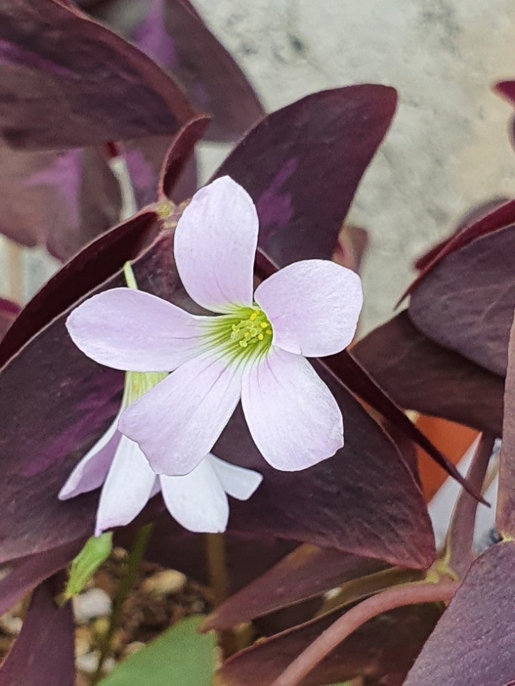 Oxalis Triangularis Pink _사랑초 트리안굴라리스 핑크 : 네이버 블로그