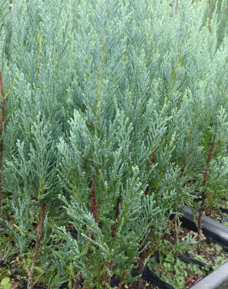 정원수 베스트 10, 5위 “문그로우” 'Juniperus scopulorum Moonglow“ : 네이버 블로그