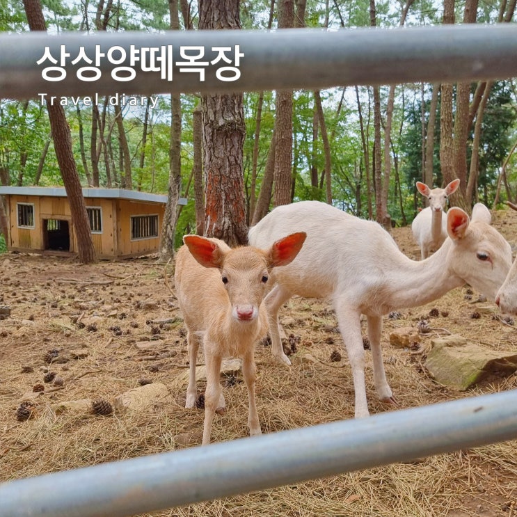 남해 상상양떼목장 아이와 가볼만한곳 체험 여행지 네이버 블로그