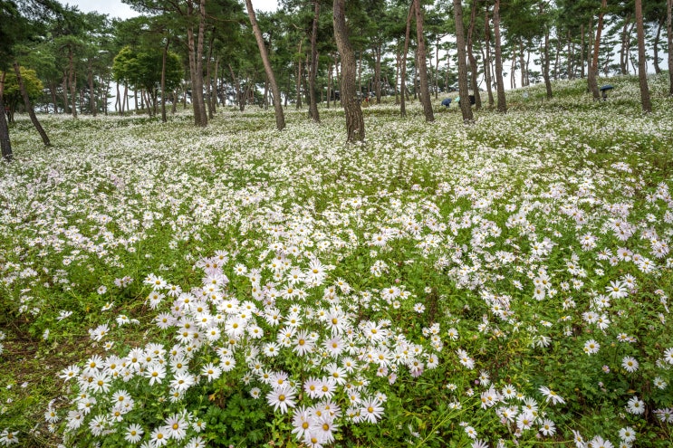 정읍 구절초 지방정원 옥정호 구절초 테마공원 하얀 꽃물결 네이버 블로그