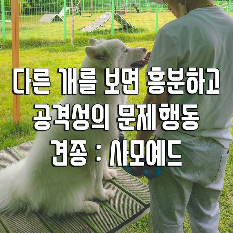 다른 개를 보면 흥분하고 공격할려는 문제행동 사모예드 김해애견훈련소 창원애견훈련사 네이버 블로그