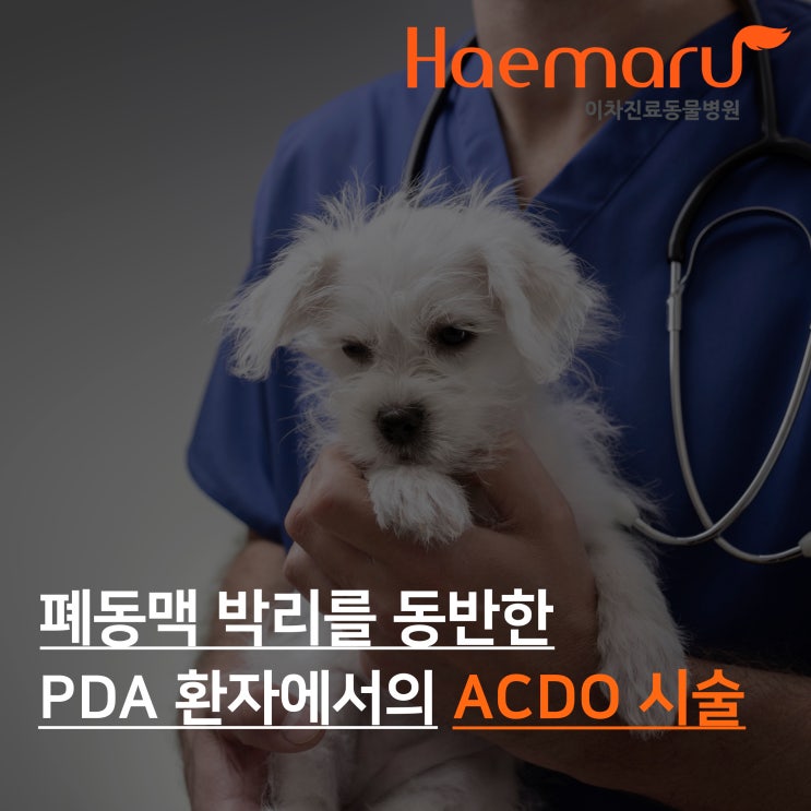 강아지 PDA, 폐동맥 박리를 동반한 동맥관개존증 환자에서의 ACDO 인터벤션 시술 : 네이버 블로그