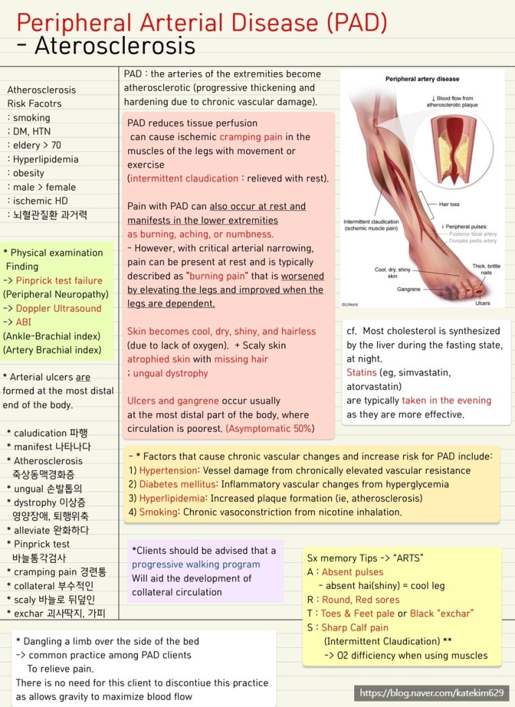 [Nclex공부] 성인 간호학 : 심혈관계 PAD vs PVD (+ DVT) , 아이패드 필기자료 : 네이버 블로그