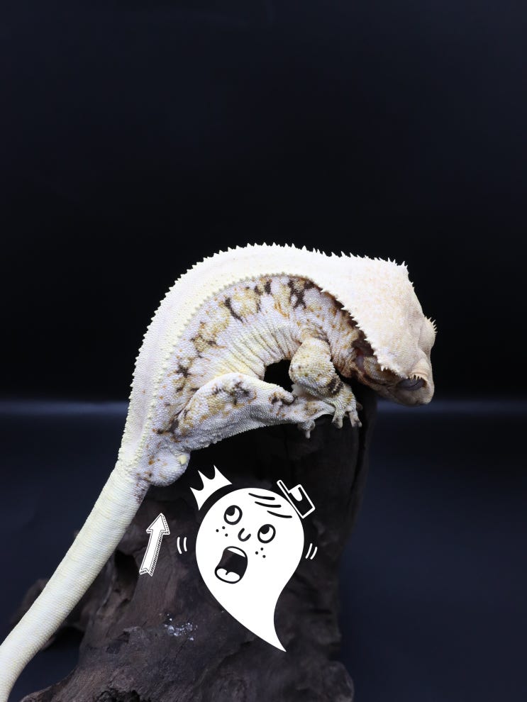 대구 크레스티드게코 암컷 수컷 구별 어떻게 크레 암수 구분법 네이버 블로그