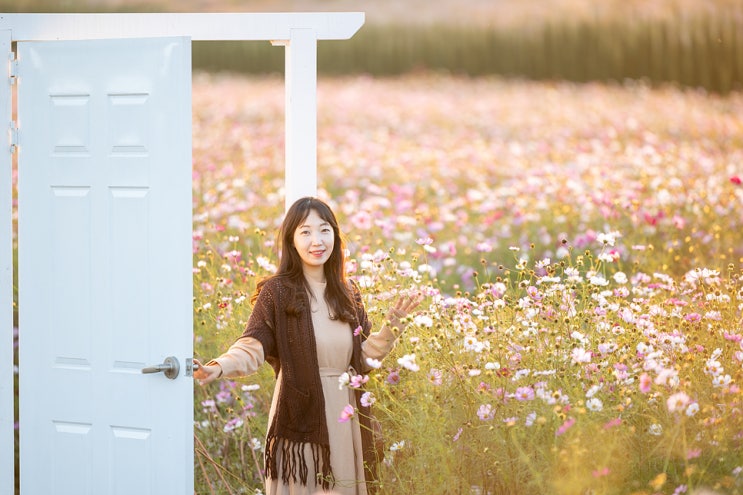 농협 안성팜랜드 코스모스 안성 가볼만한곳 여행 경기도 여행지 : 네이버 블로그
