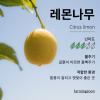 레몬나무 키우기 물주기 햇빛 온도관리 꽃말 네이버 블로그