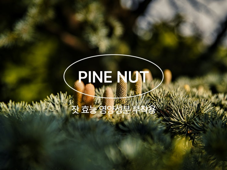 잣 효능 부작용 영양성분 칼로리 네이버 블로그