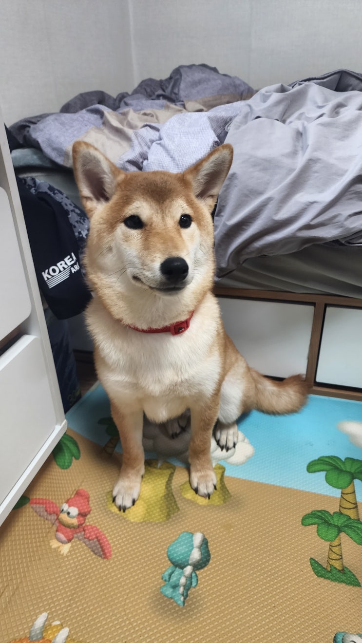 시바견 훈련 꿀팁!시바이누 양육할때 알아둘 내용 : 네이버 블로그