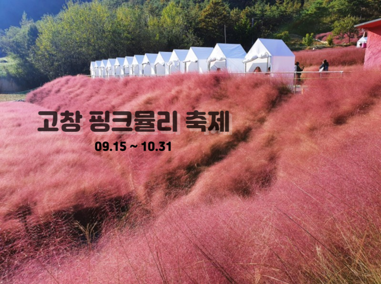 고창 핑크뮬리 축제 가을가족여행 어린이마술공연 네이버 블로그