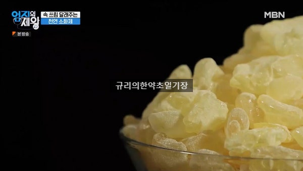 매스틱 효능 및 매스틱검 복용법 네이버 블로그