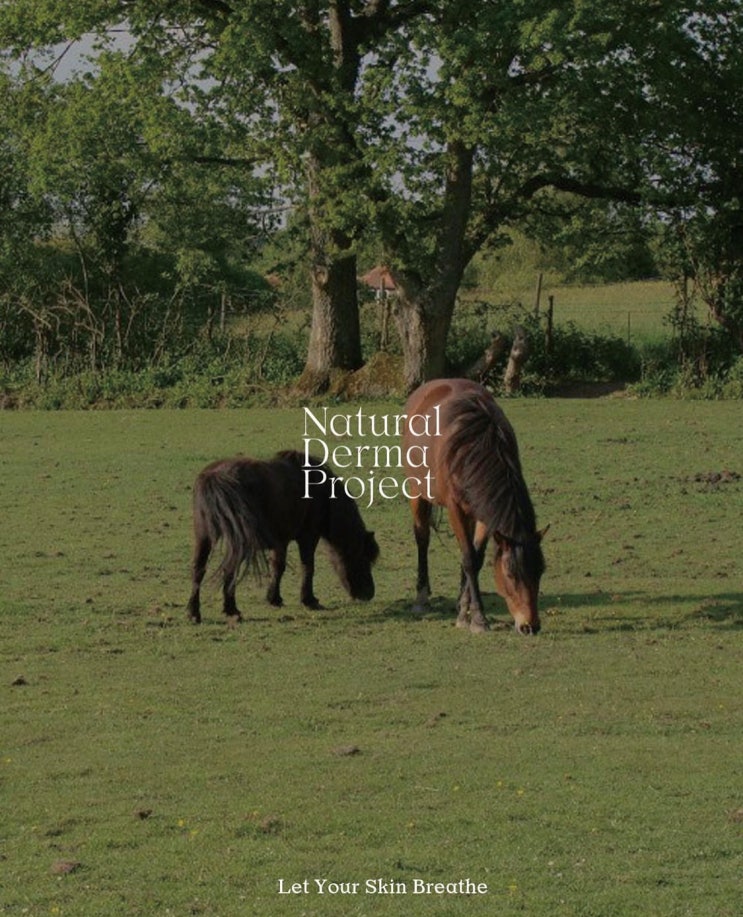 NDP Brand Story : 네이버 블로그