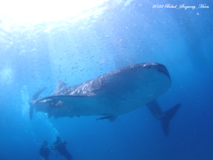 보홀 고래상어 릴라 & 나팔링 정어리떼 Lila Whale shark Bohol & Napaling Point Sardines ...