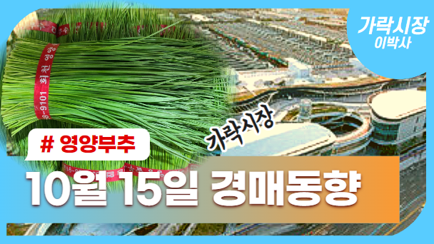 경매사 일일보고 10월 15일자 가락시장 영양부추 경매동향을 살펴보겠습니다 네이버 블로그