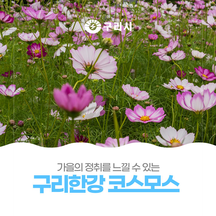 가을의 정취를 느낄 수 있는 「구리한강시민공원 코스모스」🌸 네이버 블로그