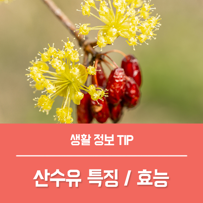 산수유 꽃말과 산수유나무 특징 산수유 효능 네이버 블로그