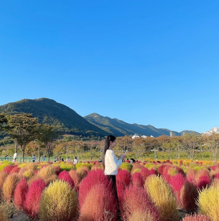 10월 셋째 주 주말 일기 양산 황산공원 댑싸리 황화코스모스 나들이 후 불금엔 음주지 네이버 블로그