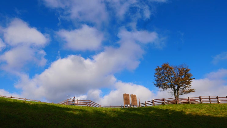 평창 가볼만한곳 : 대관령 삼양목장 : 네이버 블로그
