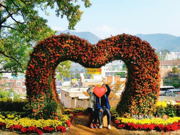 2022 화순 국화향연 국화축제 기간 장소 주차 셔틀버스 행사장 먹거리 정보 네이버 블로그