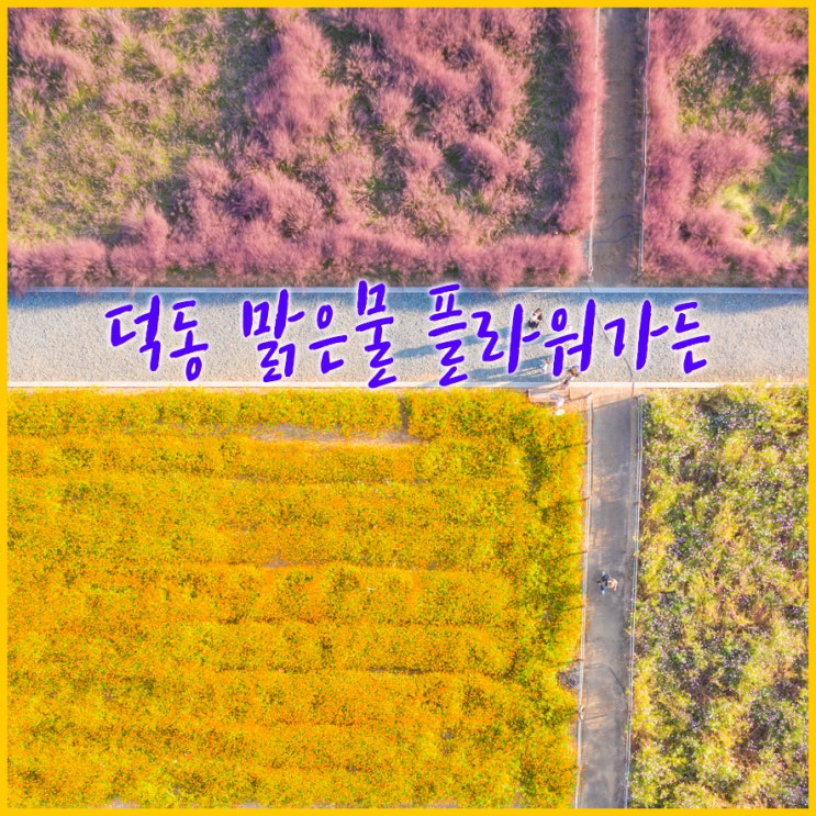 경남 창원 마산 덕동 핑크뮬리 맑은물 플라워가든 사진찍기 좋은 가을명소 네이버 블로그